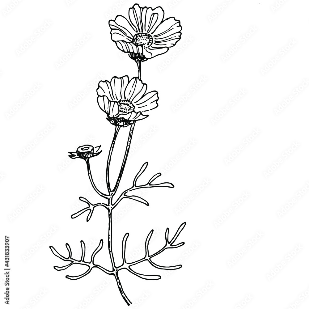 Cosmos flower by hand drawing. Cosmos floral logo or tattoo highly ...