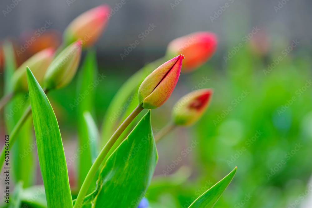 tulip buds. The closed bud of a red tulip, spring flowers. the concept ...