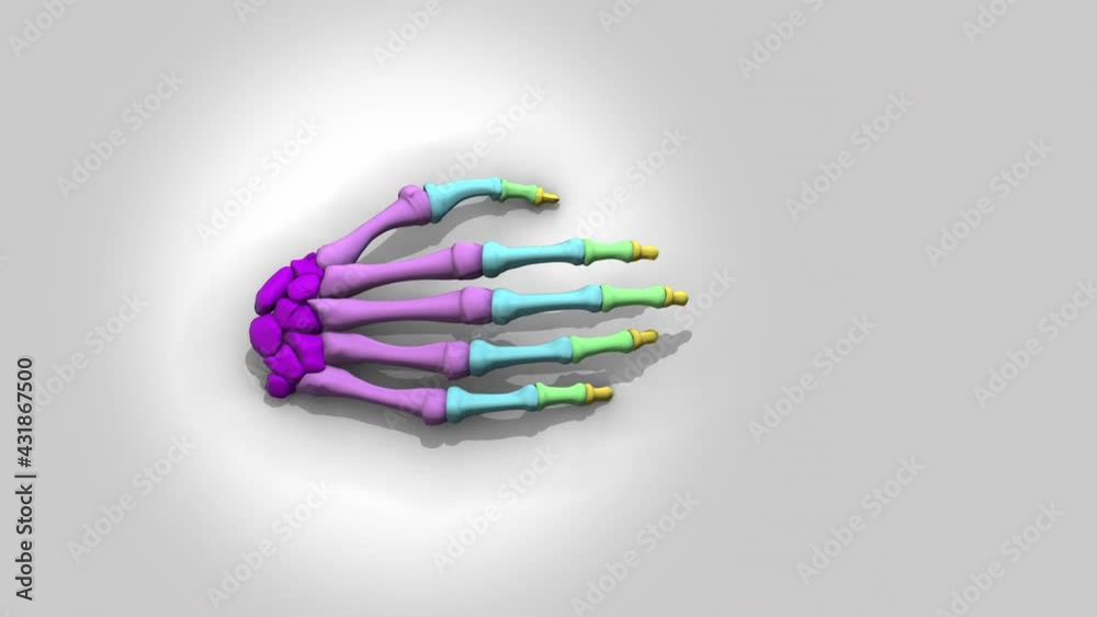 Vidéo Stock Bones of the Hand (colour coded) zoom-in Sx - 3d animation ...