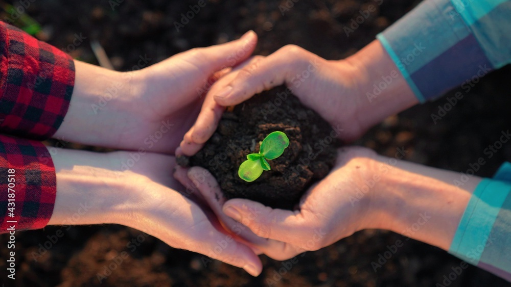 agriculture teamwork. farmers team hands plant a small plant in the ...