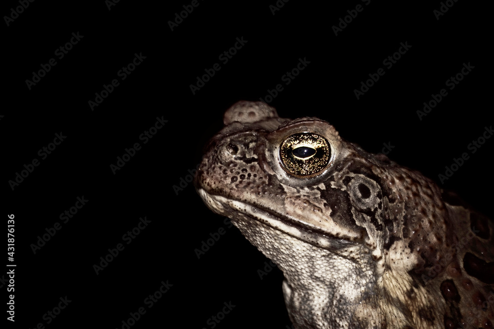 Cane Toads are an introduced pest to Australia and is a native to South ...