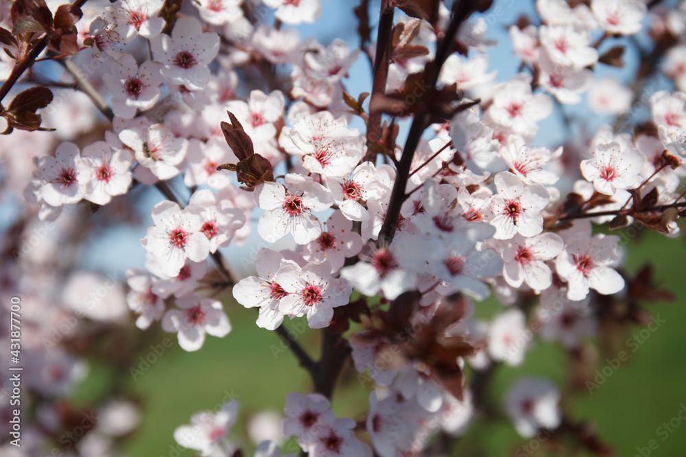 Pink flowers in bloom on a Plum tree with red leaves, in a natural ...