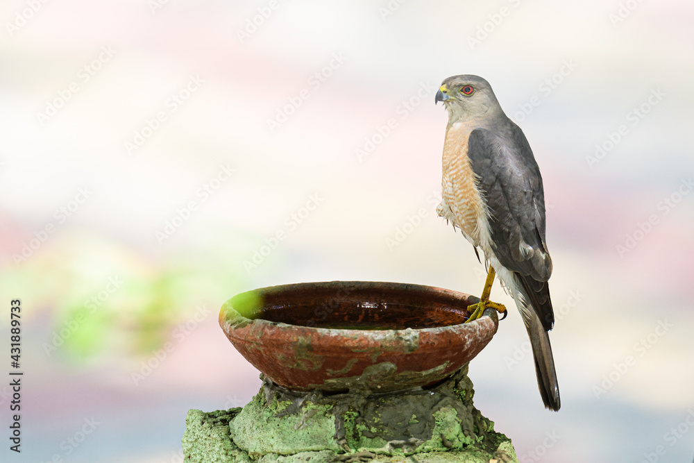 Male Shikra a bird of prey on a earthen water pot in summer season of ...
