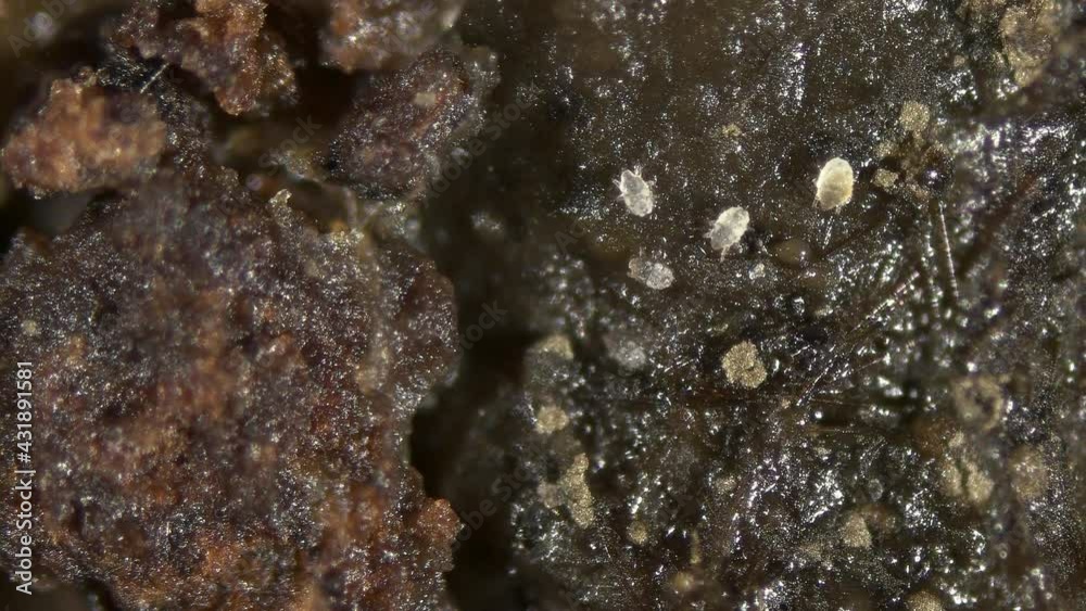 Soil mites of the Acaridae family under a microscope. saprophages feed ...