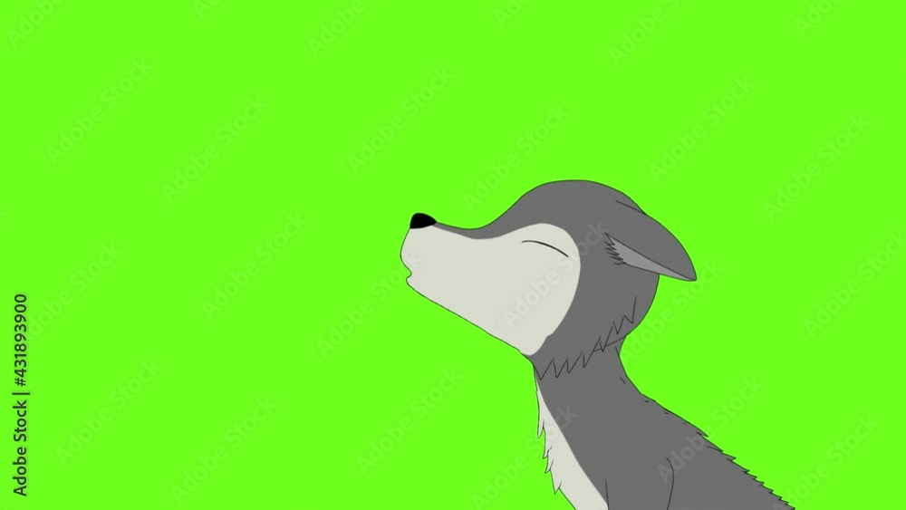 A side view of a howling wolf against a green screen background in HD ...