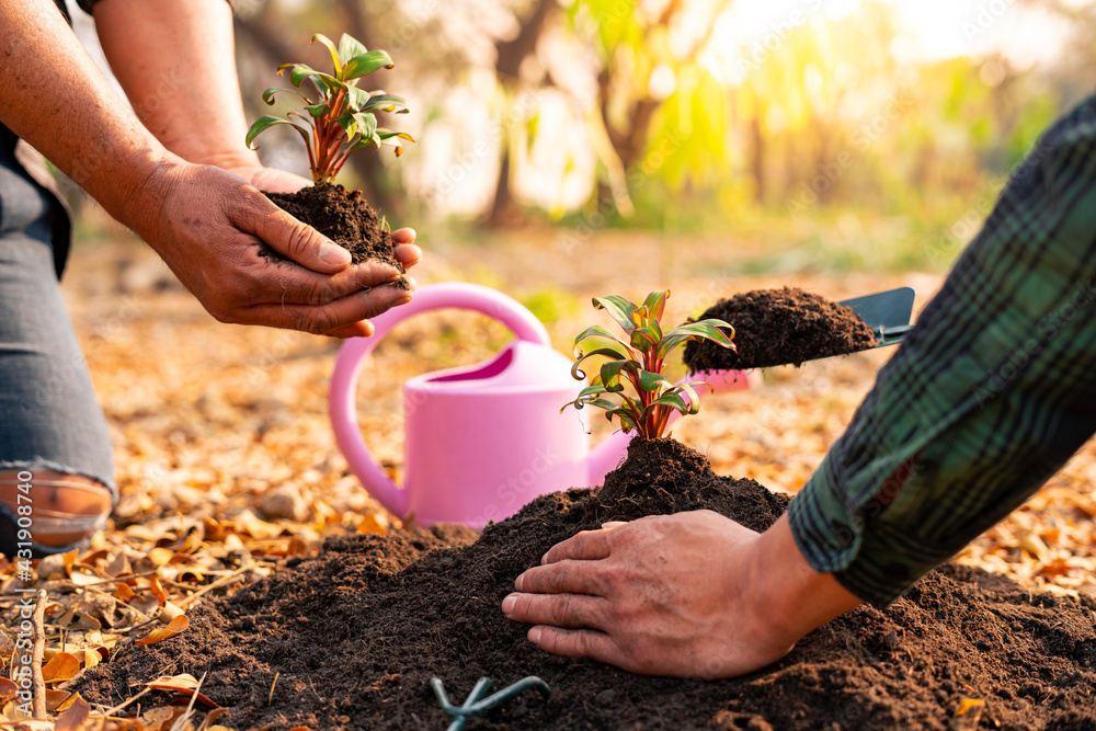Human hands plant seedlings or trees for the World Soil Day and World ...