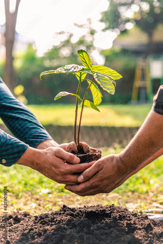 World environment day afforestation nature and ecology concept The male ...