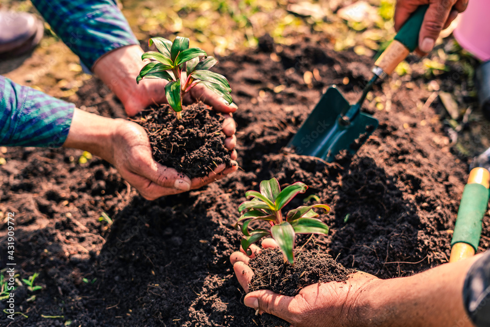 World environment day afforestation nature and ecology concept The male ...