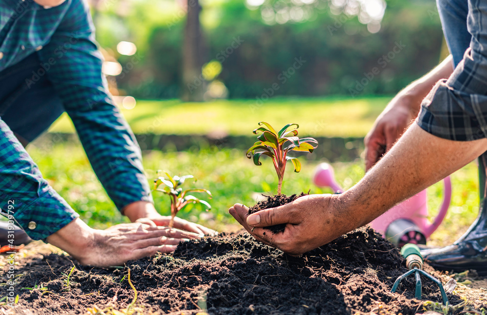 World environment day afforestation nature and ecology concept The male ...