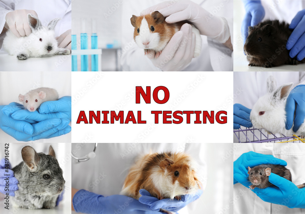 Collage with different photos and text NO ANIMAL TESTING Stock Photo ...