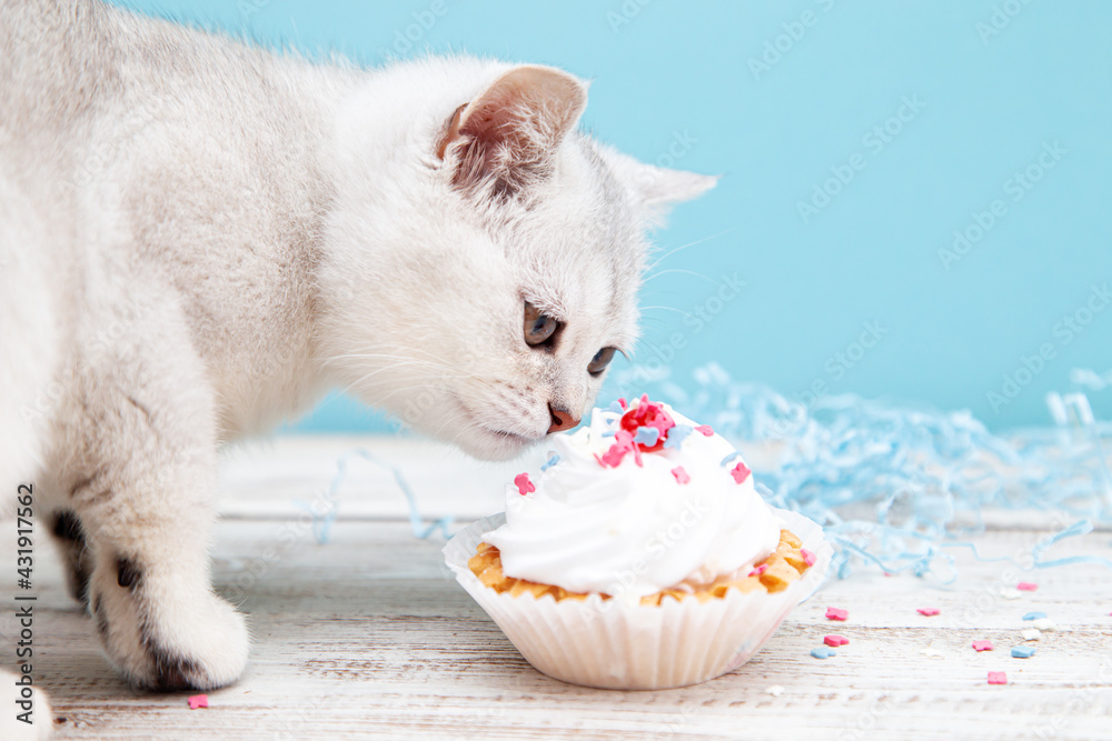 Animal Eating Birthday Cake