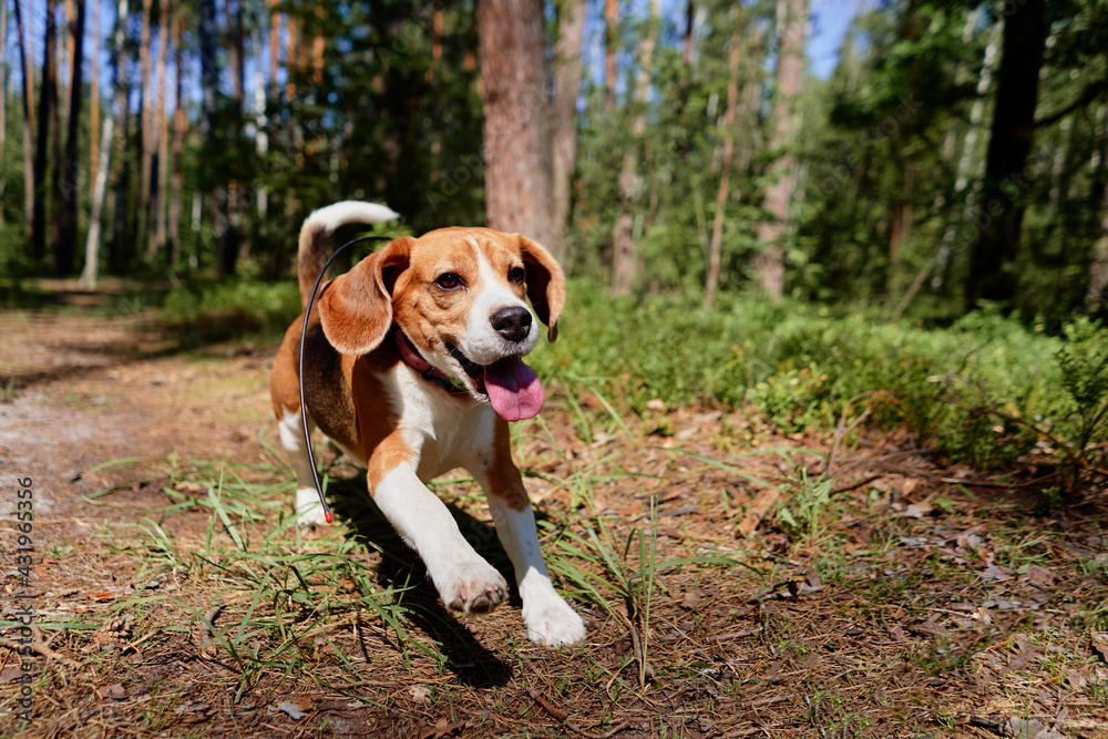 Cute bigle dog hunting in summer forest. Stock Photo | Adobe Stock