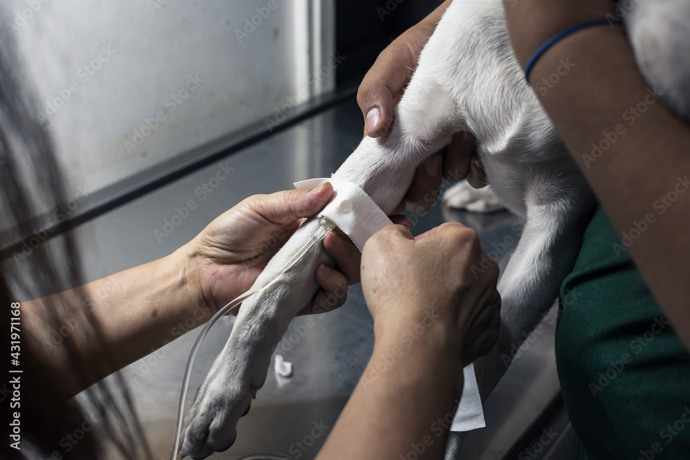 A veterinarian secures an IV drip line on a sick puppy's leg with an ...