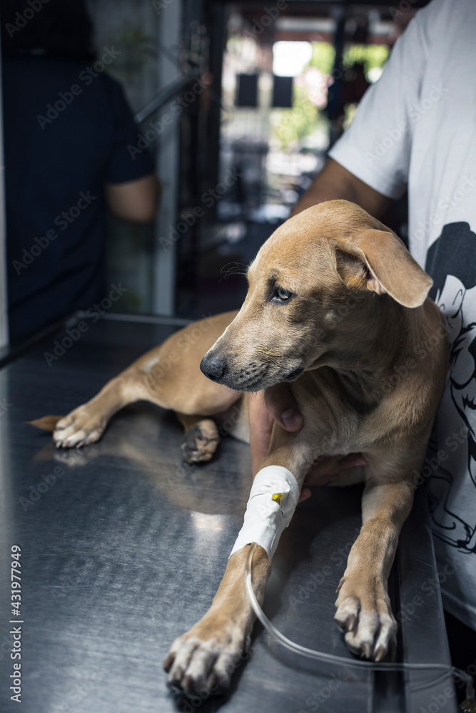 A man comforts a female puppy with an IV drip inserted into her front ...