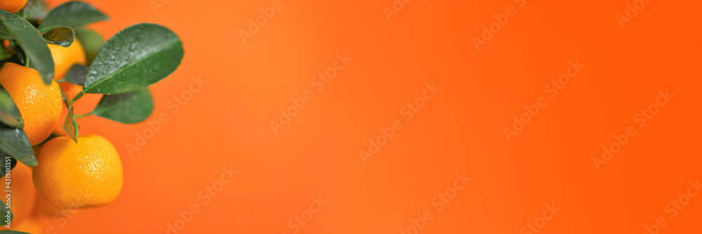 Mandarin Banner.tangerine fruits on the branches. Citrus fruits banner ...