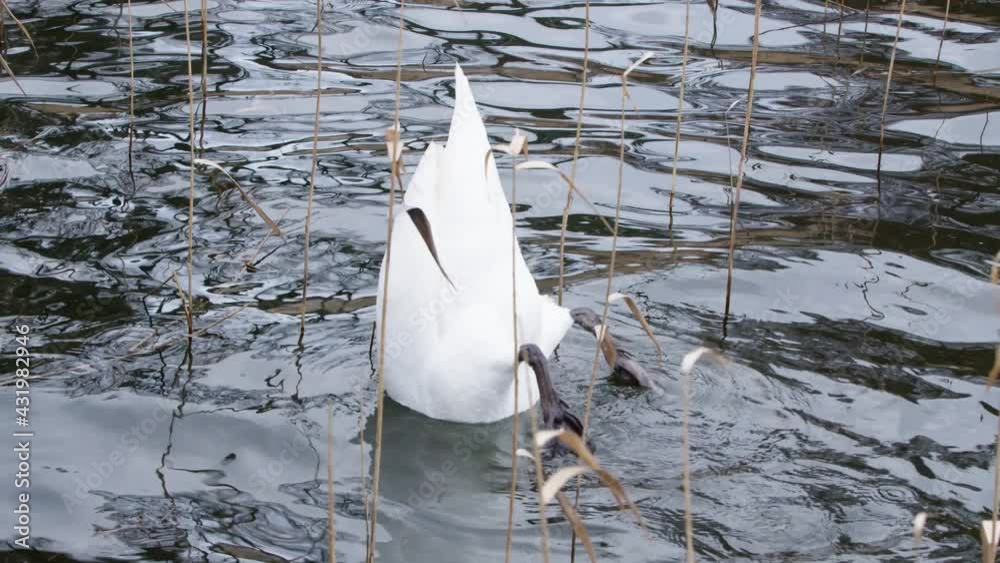 Video „Close-up of a swan looking for something to eat in shallow water ...