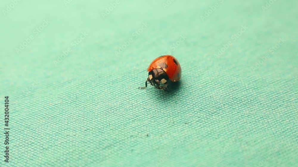 ladybug spreads its wings.on a green background. Bright red Ladybird ...