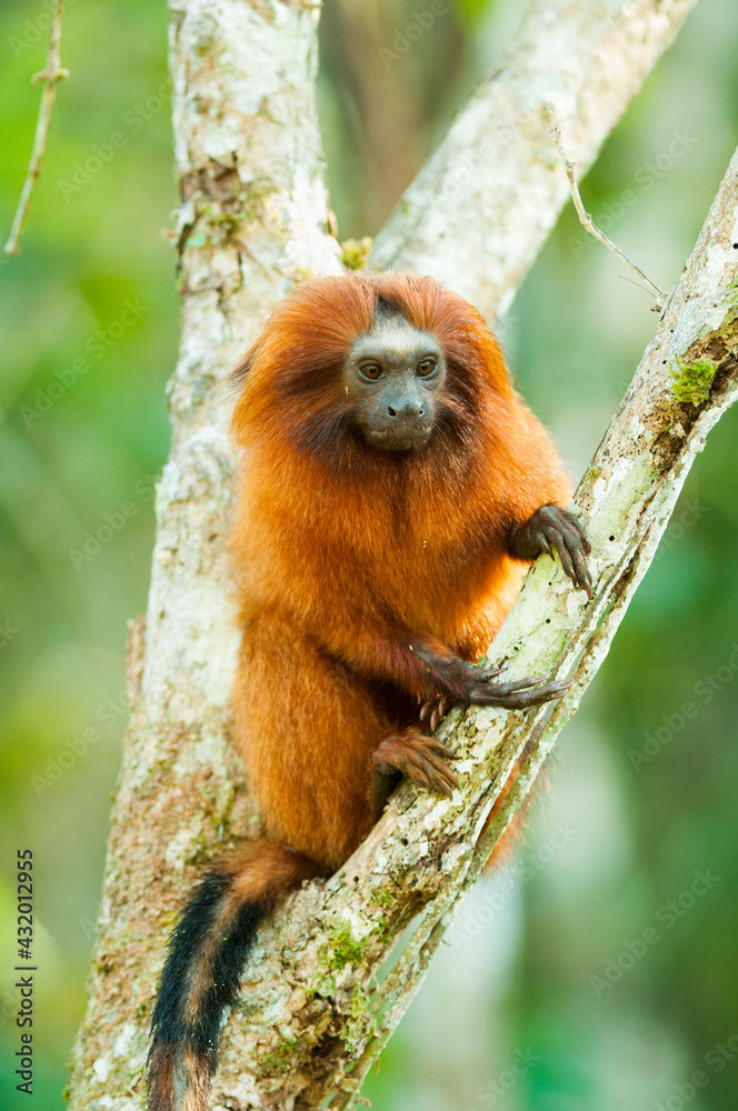 Brazil, Brasil. A wild golden lion tamarin, Leontopithecus rosalia ...
