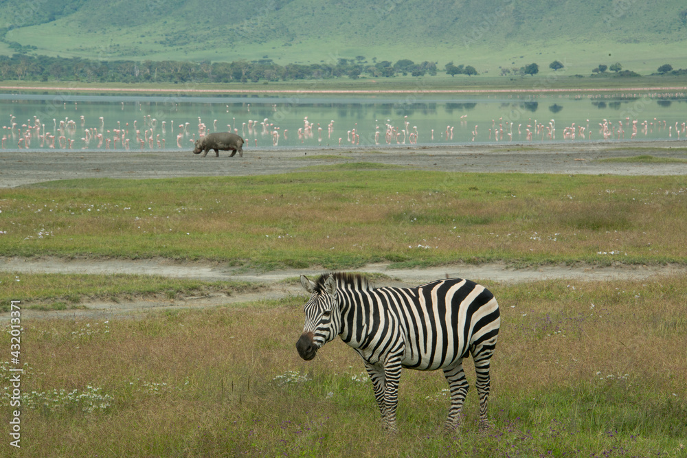 Wildlife on the floor of the Ngorongoro Crater in Tanzania Stock Photo ...