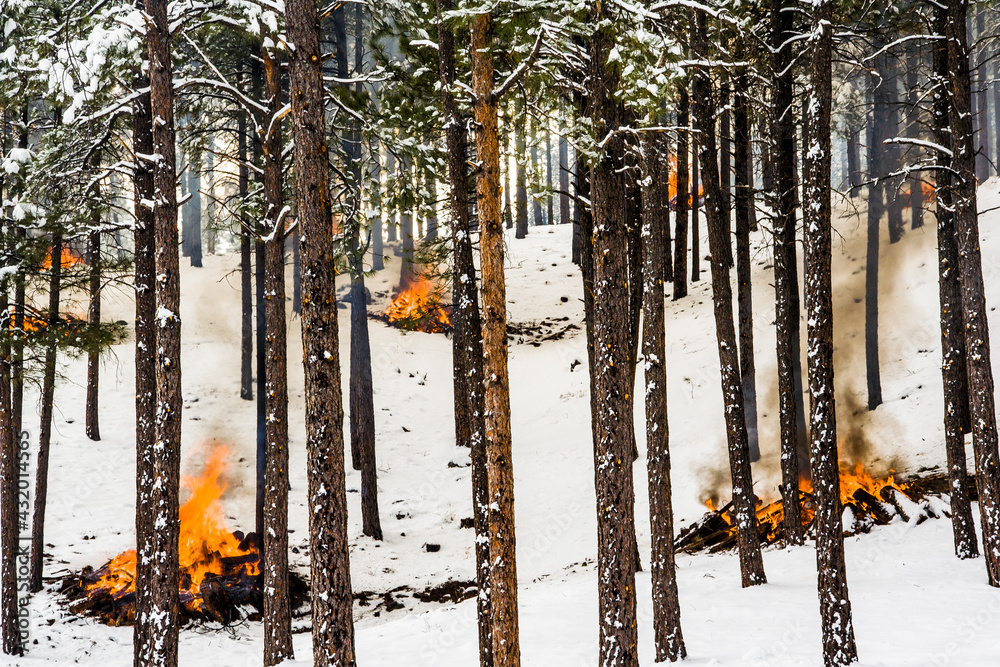 Slash piles from logging debris are burned following forest thinning in ...