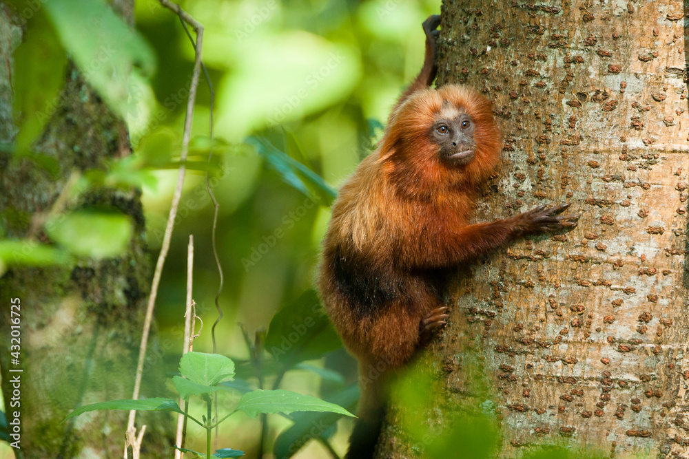 Brazil, Brasil. A wild golden lion tamarin, Leontopithecus rosalia ...