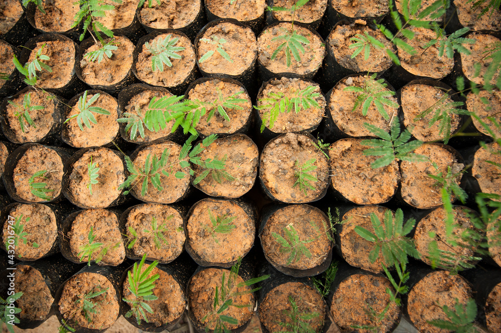 Brazil, Mata Atlantica. Tree farm growing trees for replanting in areas ...