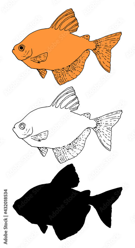 Vector set of isolated Sera Tetra aquarium fish elements, black outline ...