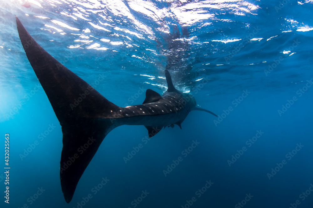 Mexico, Quintana Roo. The tail of a whale shark as seen from behind ...