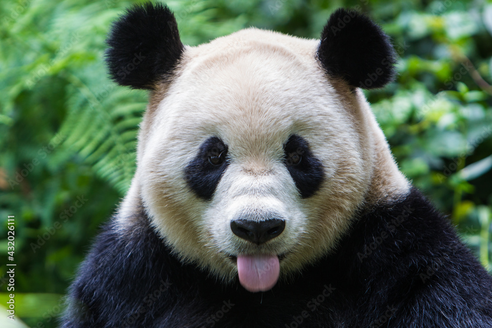 Panda Tongue Stock Photo | Adobe Stock