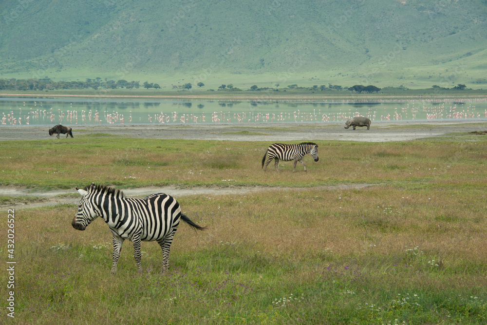 Wildlife on the floor of the Ngorongoro Crater in Tanzania Stock Photo ...