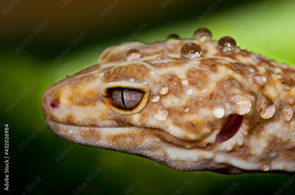 Chaco Golden Knee Tarantula, Grammastola aureostriata, native to South ...