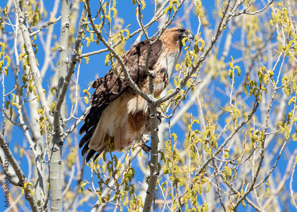 Closeup of a Red-Tailed Hawk stretching its leg while perched atop a ...