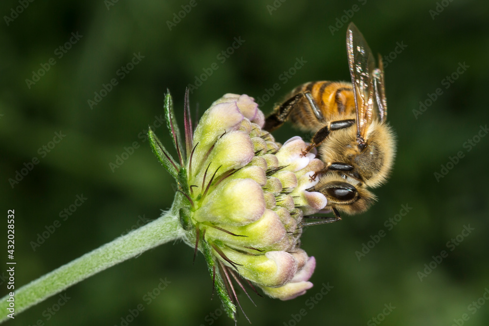 A macro photograph of a bee gathering pollen from a flower. The view of ...