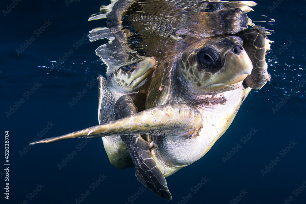 Loggerhead turtles mating 5 miles off the coast, Pacific Ocean, Ixtapa ...
