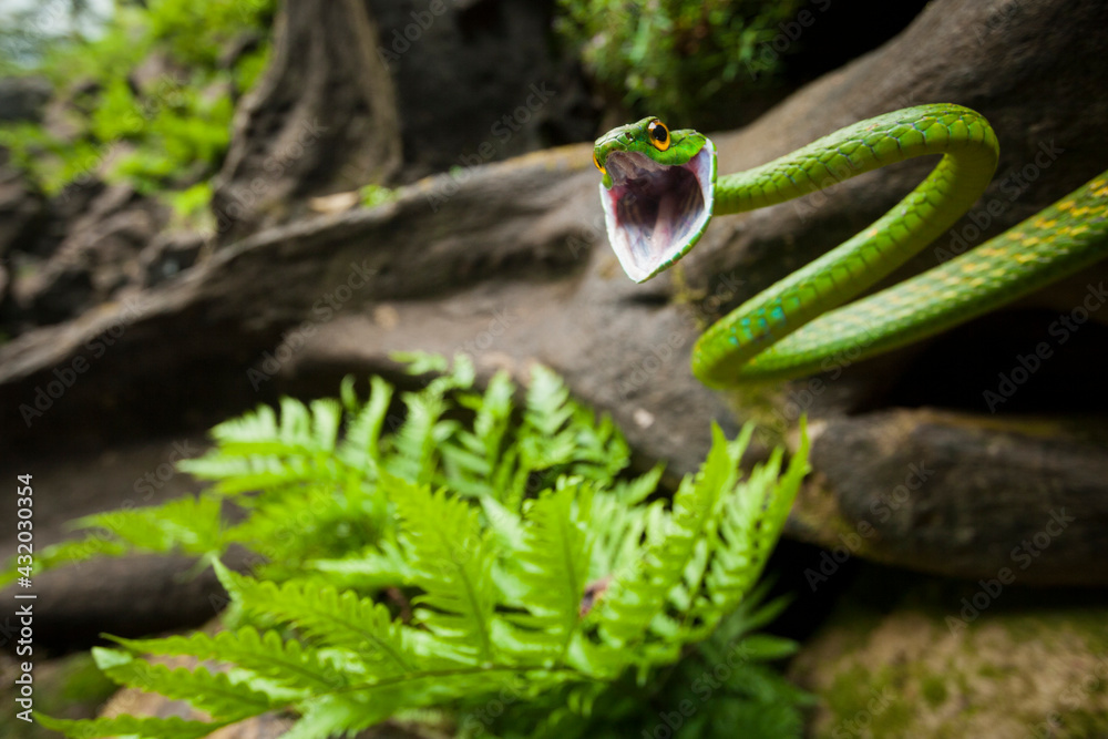 A green parrot snake opens its mouth in a defensive posture in Pico ...