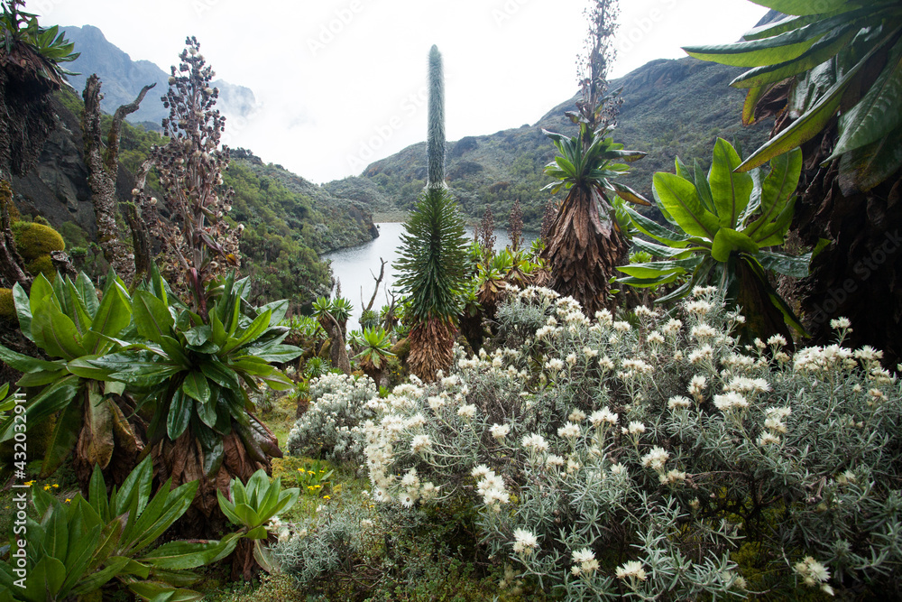 Senecio Trees, giant Lobelias, and Everlasting flowers in front of ...