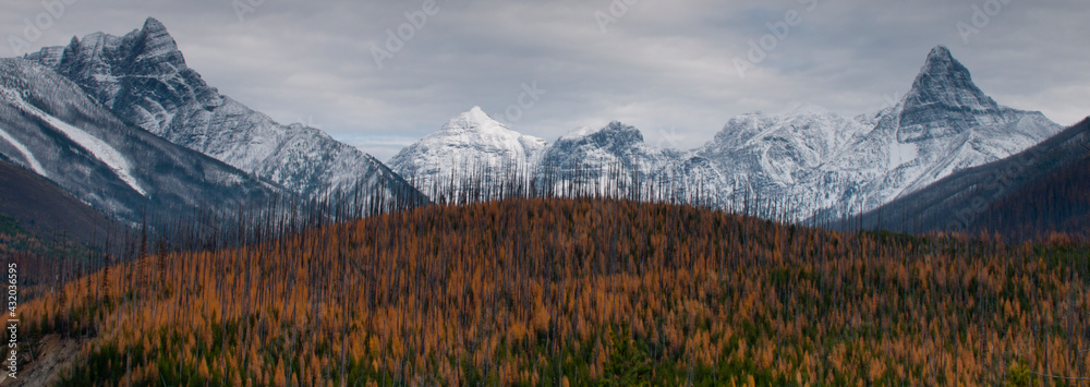 Golden larch below peaks in Glacier-Waterton International Peace Park ...