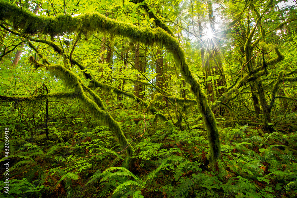Vine maples in an incredibly lush and vibrant section of forest on the ...