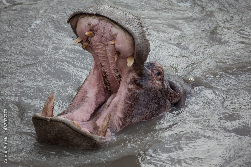 An irate hippo shows how menacing he can be by grunting and opening his ...