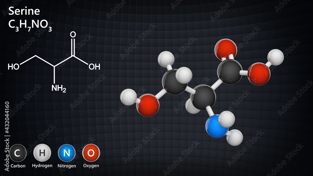Serine (symbol Ser or S)is an amino acid that is used in the ...