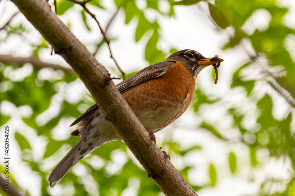 Low angle closeup image of an Eastern Robin subspecies of American ...