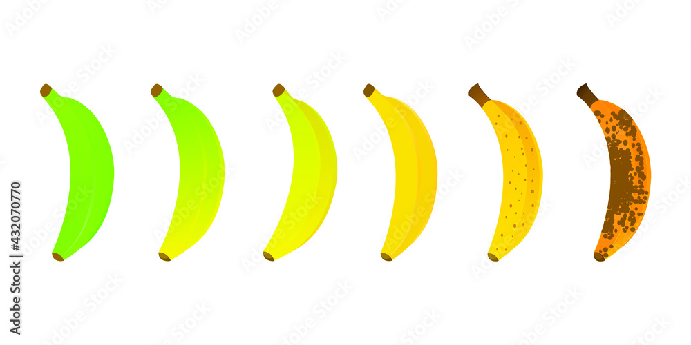 Banana ripeness chart vector illustration. Set of different color ...