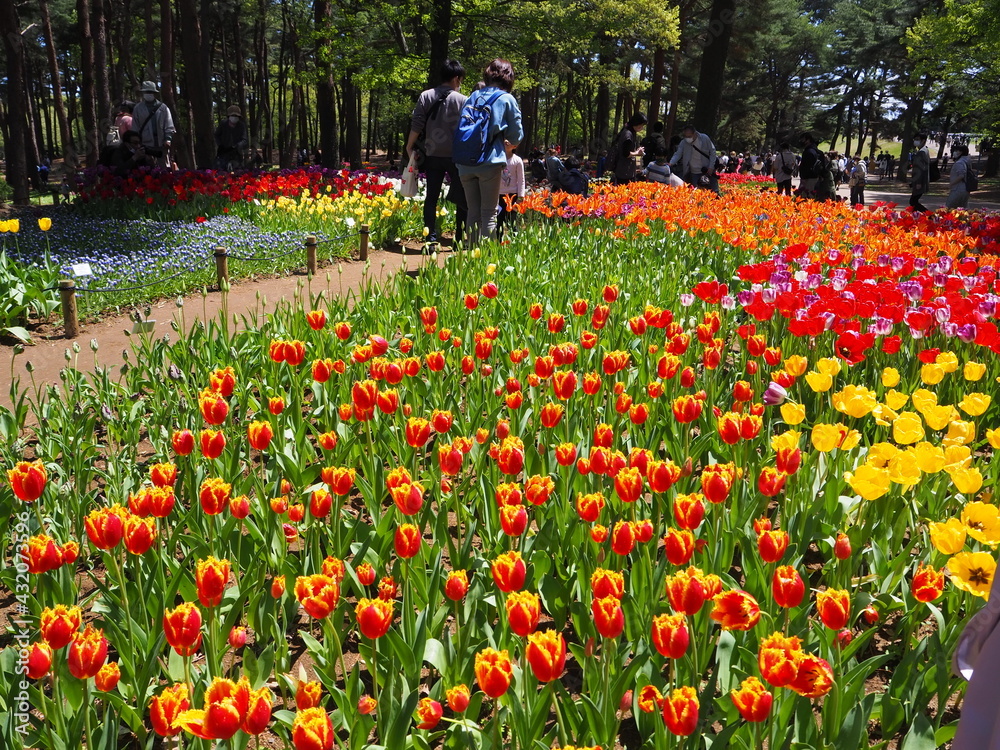 the beautiful tulip garden of hitachi seaside park in japan Stock Photo ...