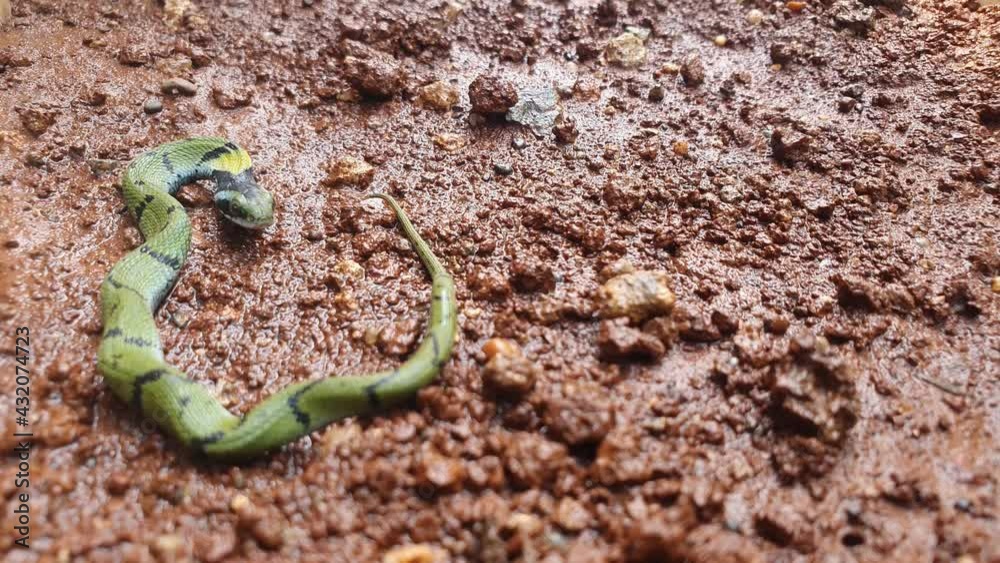 The Indian grass snake or Green keelback (Macropisthodon), is a non ...