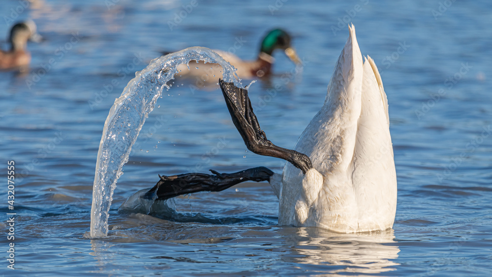Foto de Arctic tundra or trumpeter swan with butt up in air flapping ...