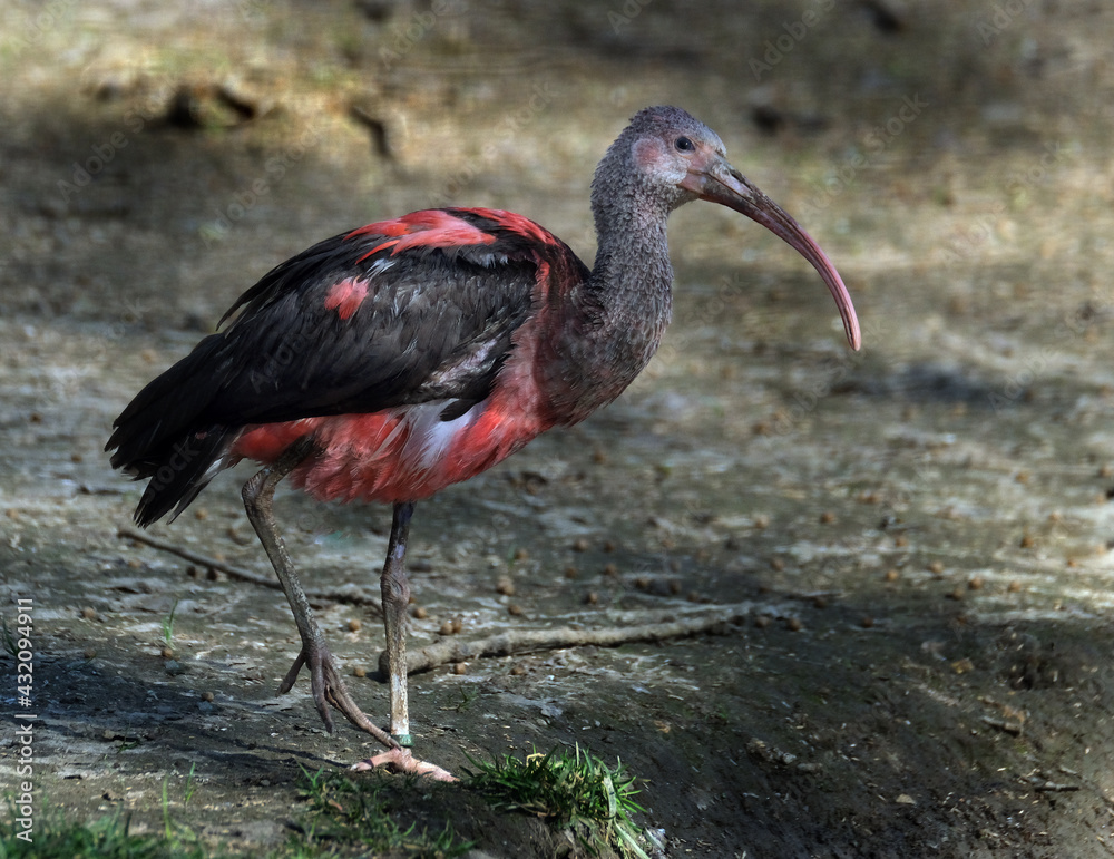 The scarlet ibis is a species of ibis in the bird family ...