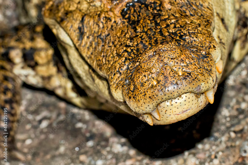 Spectacled Caiman, White Caiman, Common Caiman, Caiman crocodilus ...