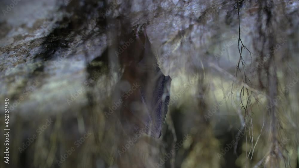 Video Stock Close up small lesser horseshoe bat covered by wings ...
