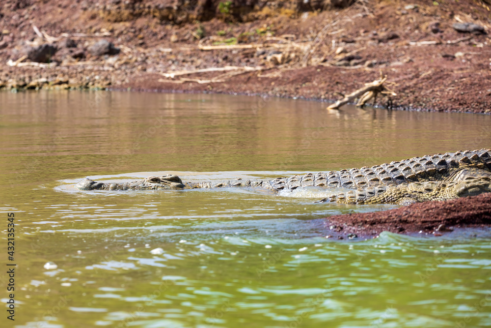 nile crocodile hiding in water. Crocodylus niloticus, largest fresh ...