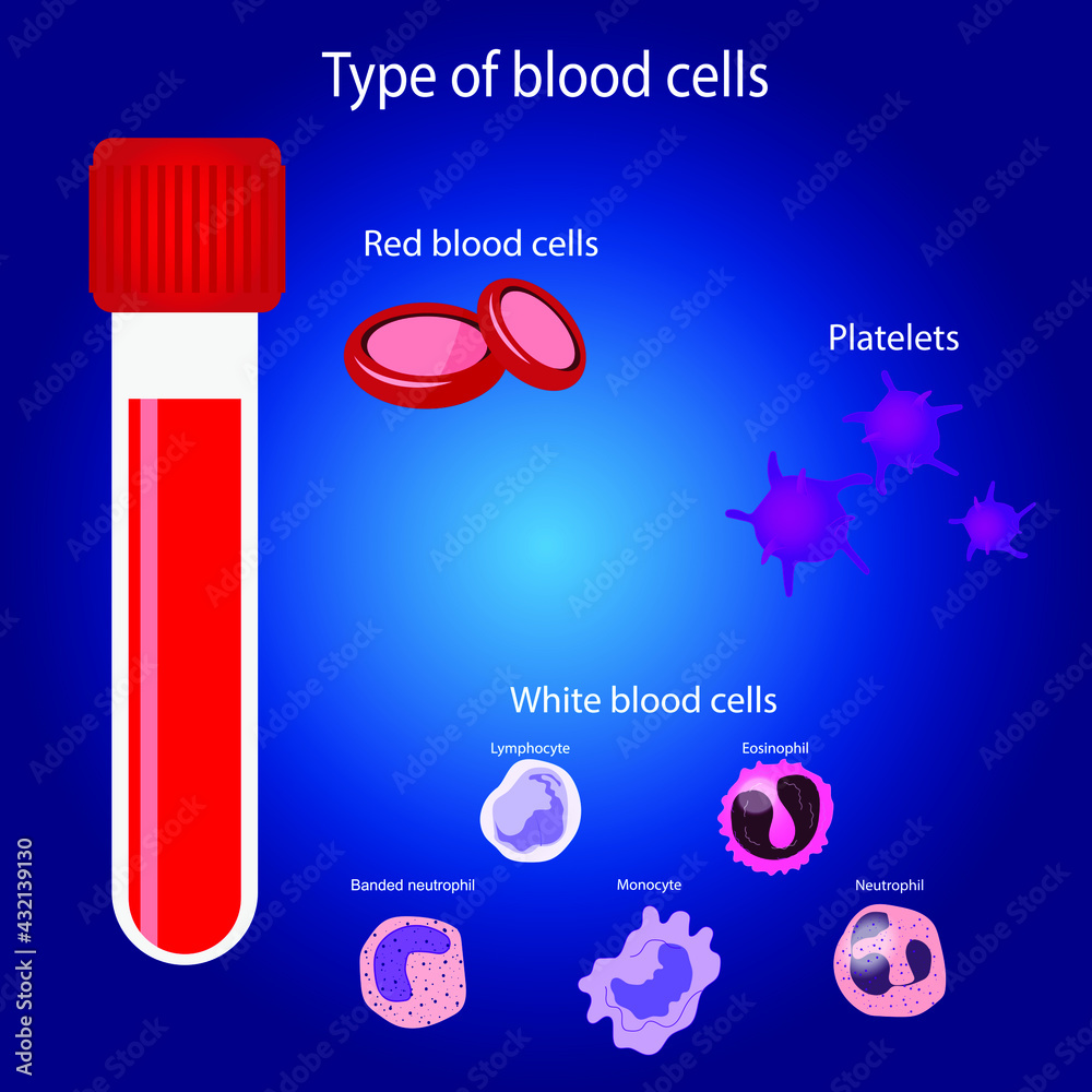 Types of blood cells, red blood cell, platelets, and white blood cells ...